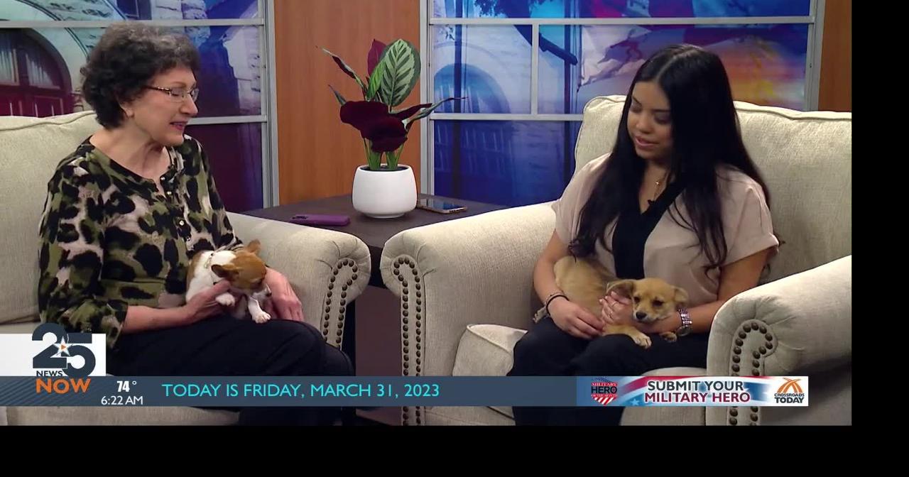 Pet of the Week: Sally and Pickles | Pets | crossroadstoday.com