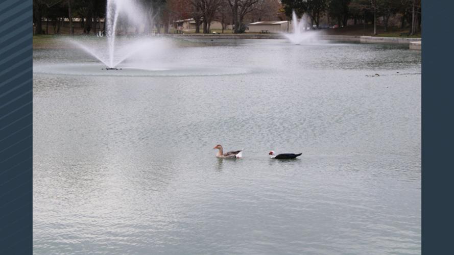 Riverside Park duck pond open in Victoria | News | crossroadstoday.com