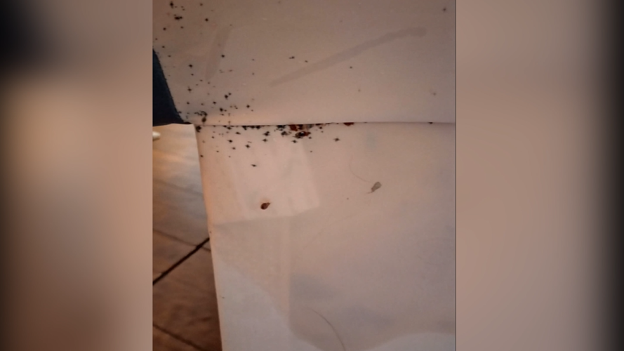 Couple disputes couch purchase after bug infestation | News ...