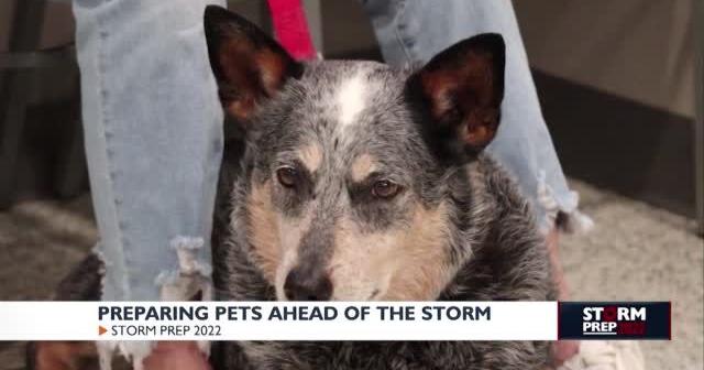 Storm Prep 2022: Preparing your pets | Hurricane | crossroadstoday.com
