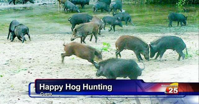 Annual hunting contest aims reduce population of feral hogs in DeWitt ...