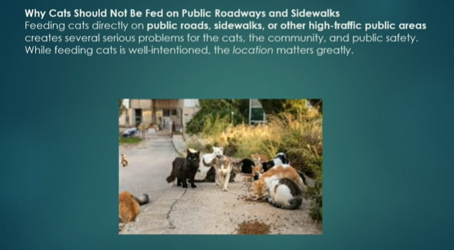 Victoria city leaders discuss concerns over feeding feral cats ...