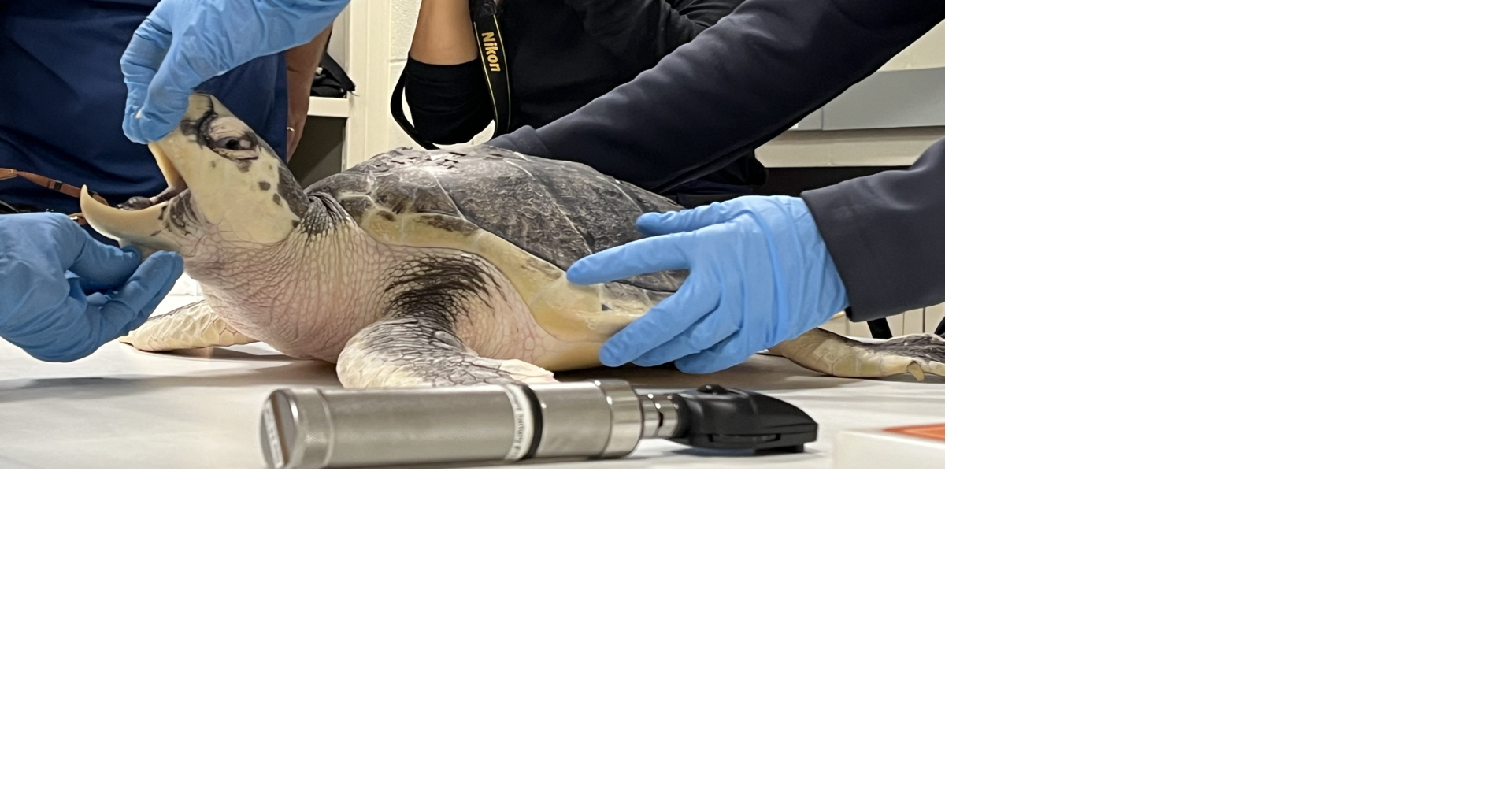 Juvenile Kemp’s ridley sea turtle rescued in Netherlands, set for Gulf ...