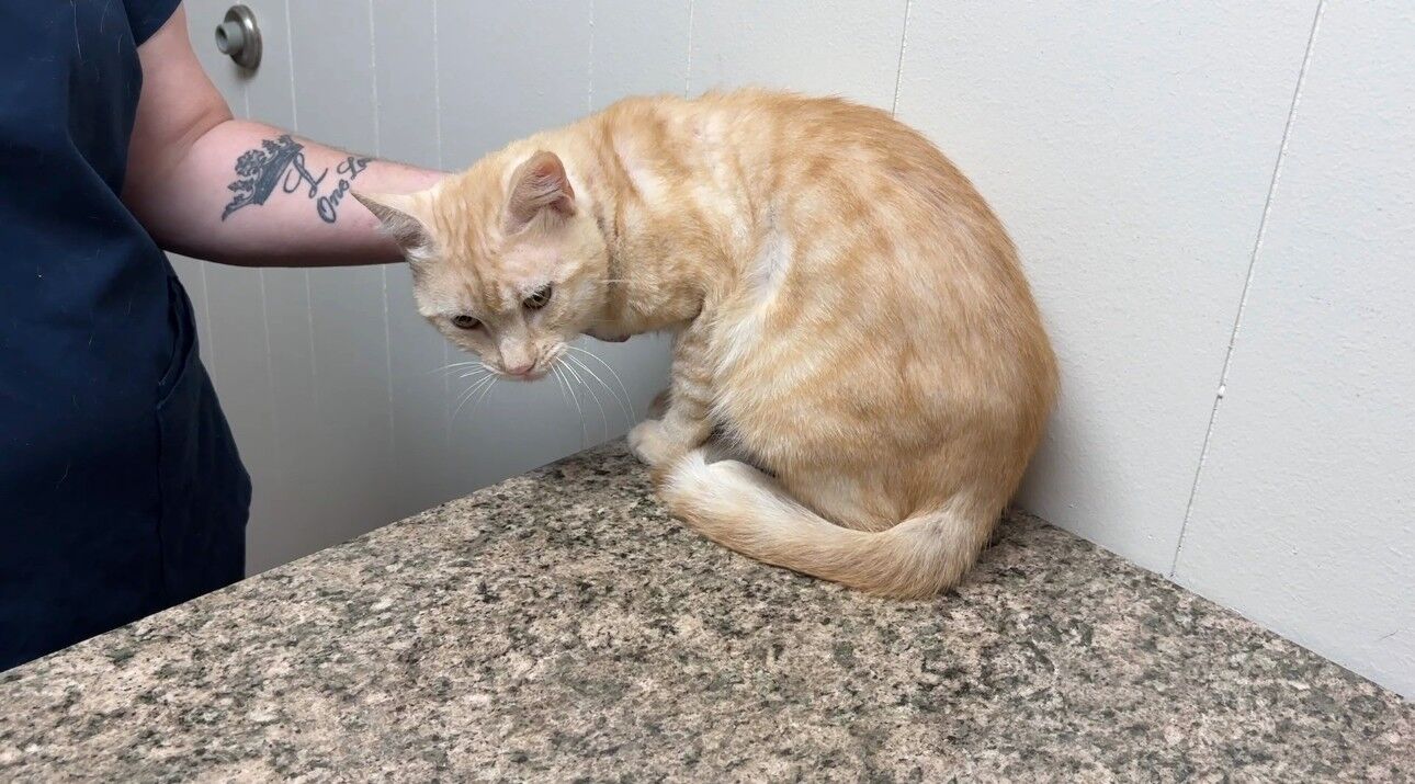 "Garfield" of Victoria doing well despite neglect; minor health issues ...