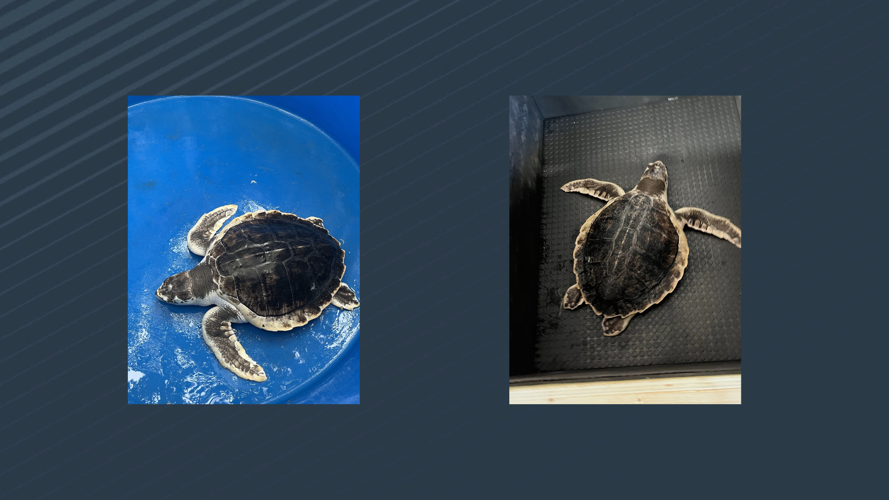Juvenile Kemp’s ridley sea turtle rescued in Netherlands, set for Gulf ...