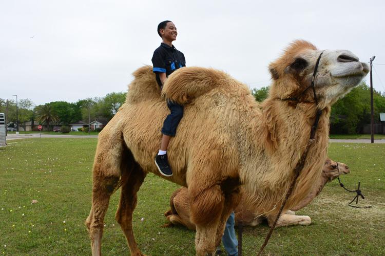 Texas Camel Corps visits Calhoun County ISD | Education ...