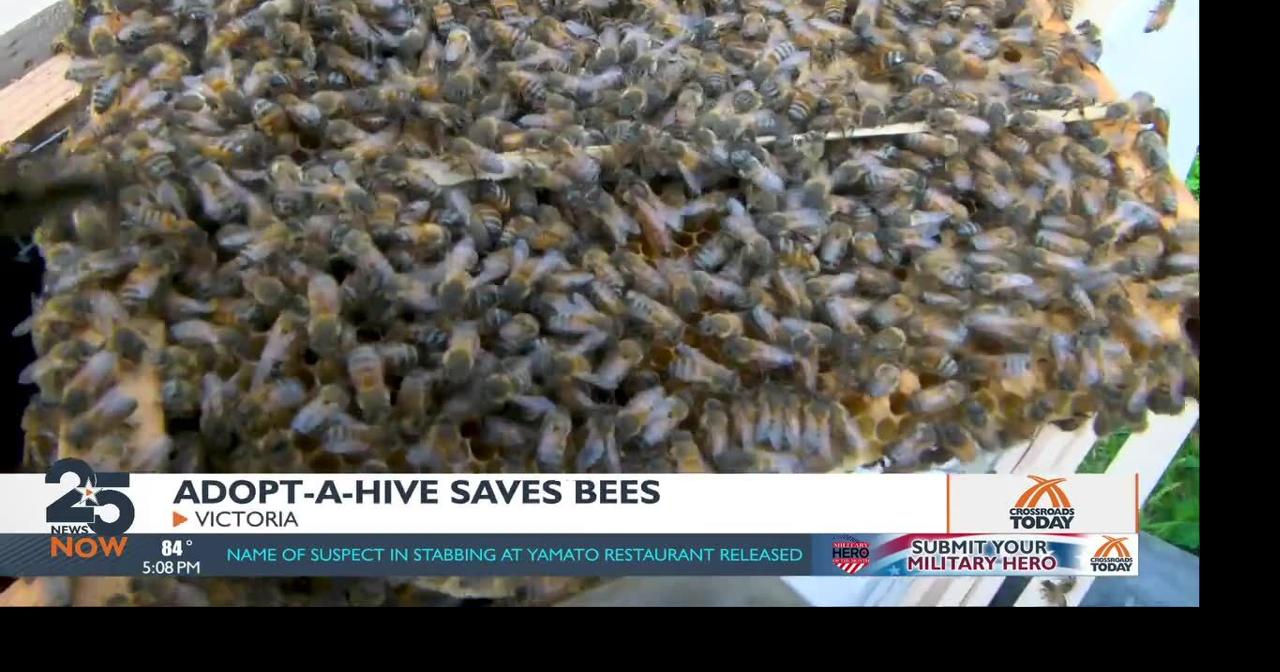 Honey bees' decline could change our ecosystem and economy | Local News ...
