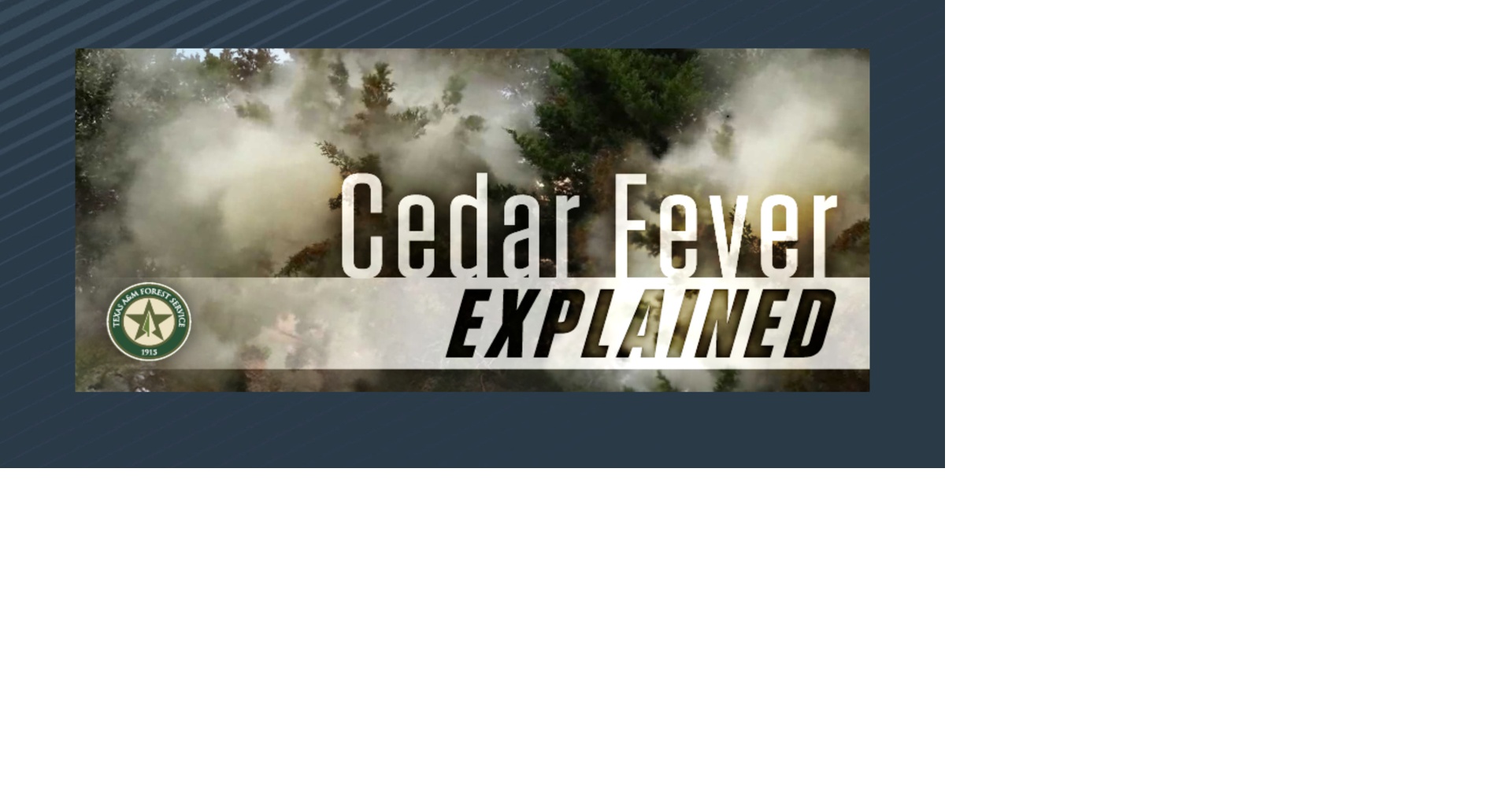 Cedar fever hits Texas | News | crossroadstoday.com