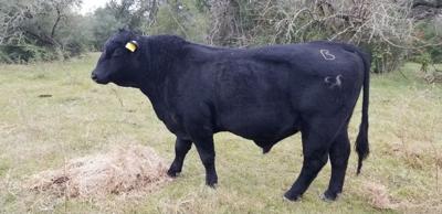 Victoria County deputies search for missing black Brangus bull | News ...