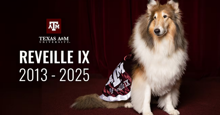 Texas A&M mourns passing of beloved former mascot, Reveille IX | News ...