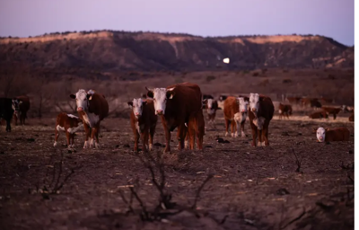 “It does not get easier”: Texas ranchers lose cattle and land in ...