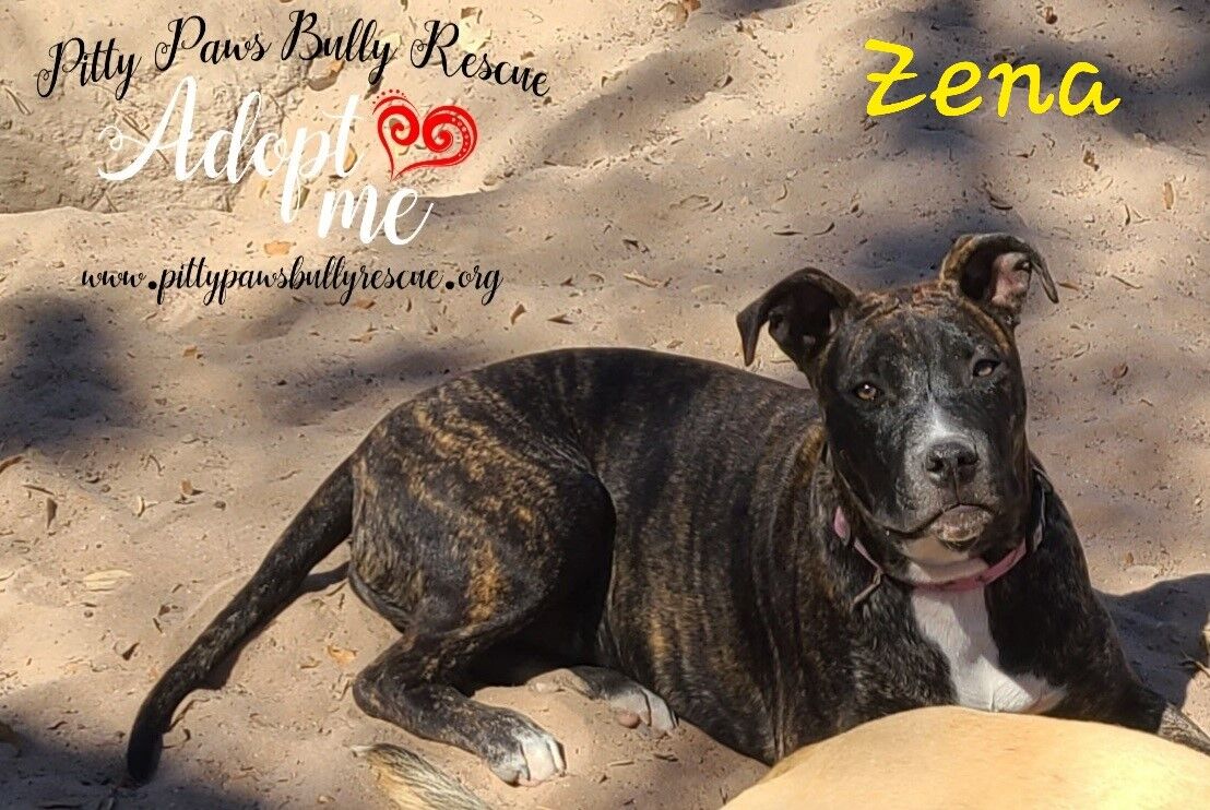 Can A American Bully Live In Turks And Caicos Islands