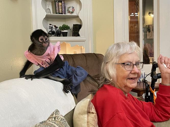 Spider monkey 'Pixie' brings joy to Edna seniors | News ...