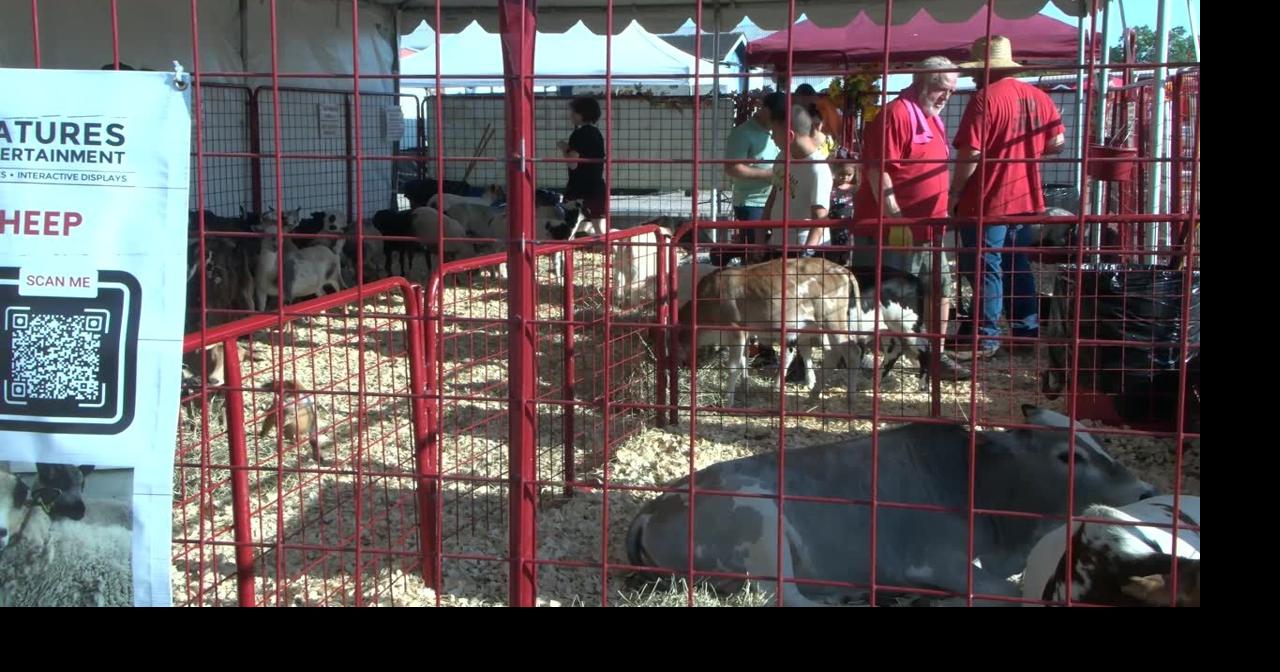 Young farmers showcase livestock skills at Calhoun County Fair | News ...