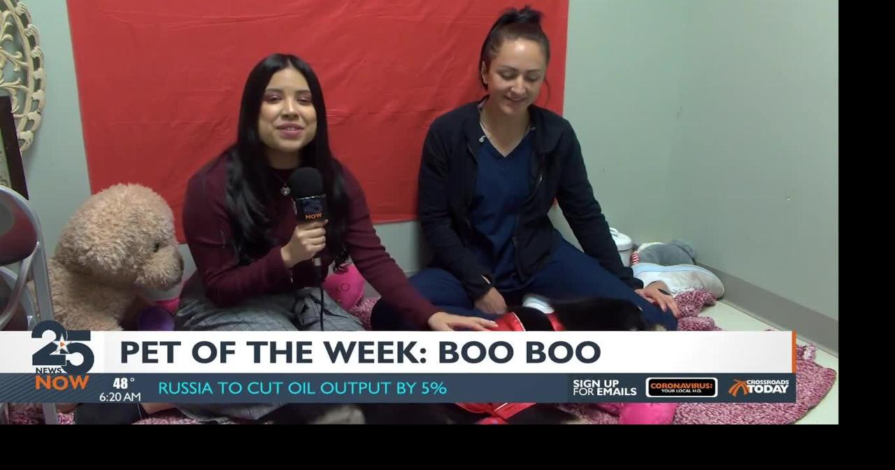 Pet of the Week: Boo Boo | Lifestyle | crossroadstoday.com