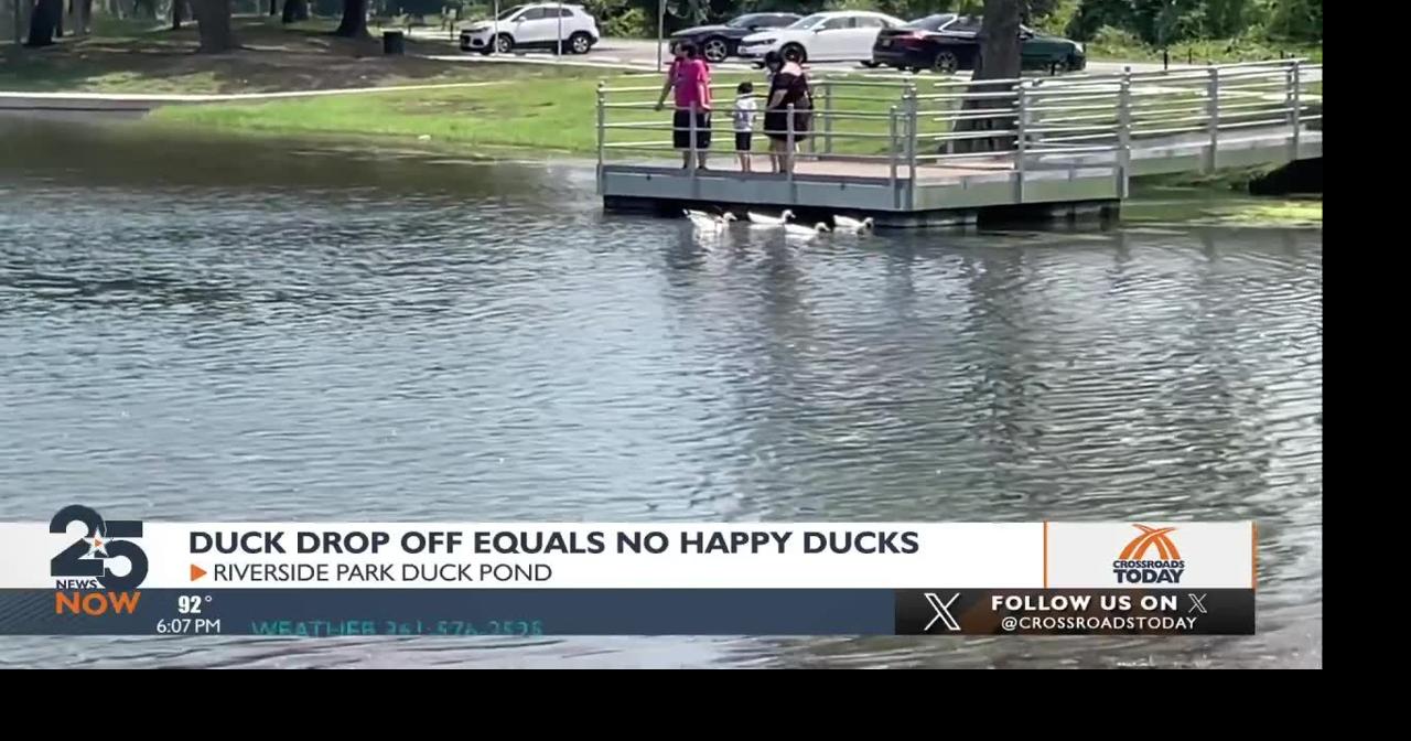 Dropped off unwanted ducks not welcome in city's duck pond | News ...