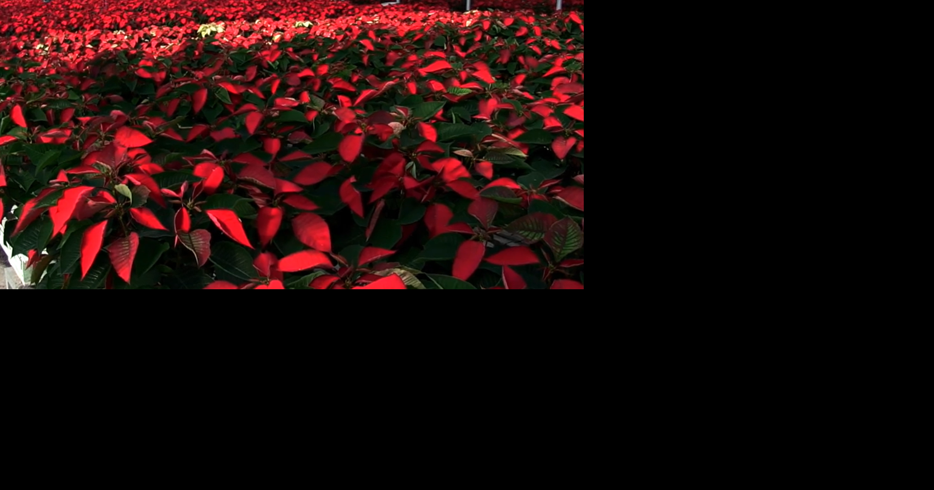 National Poinsettia Day origins | News | crossroadstoday.com