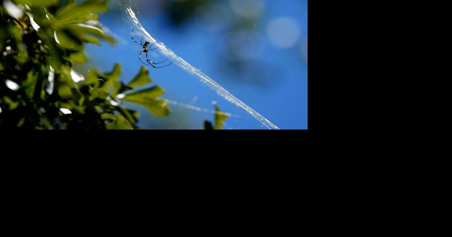 New study finds invasive Jorō spiders ‘keep cool under pressure’ | News ...