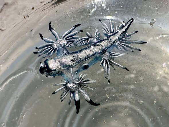 Venomous “Blue Dragon” sea slugs wash up on Texas beaches | Local News ...
