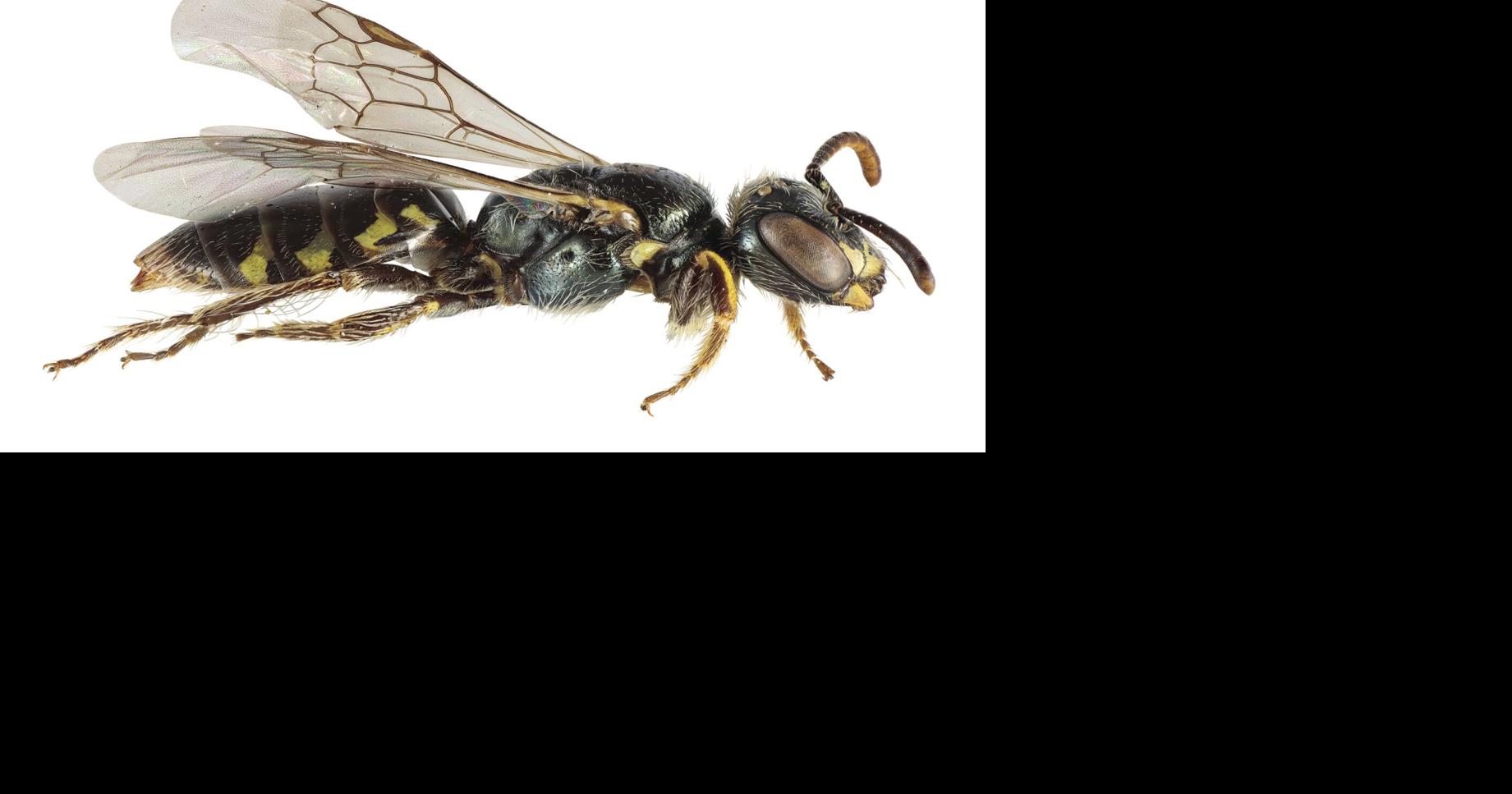New online guides will aid in identification of native bees | News ...