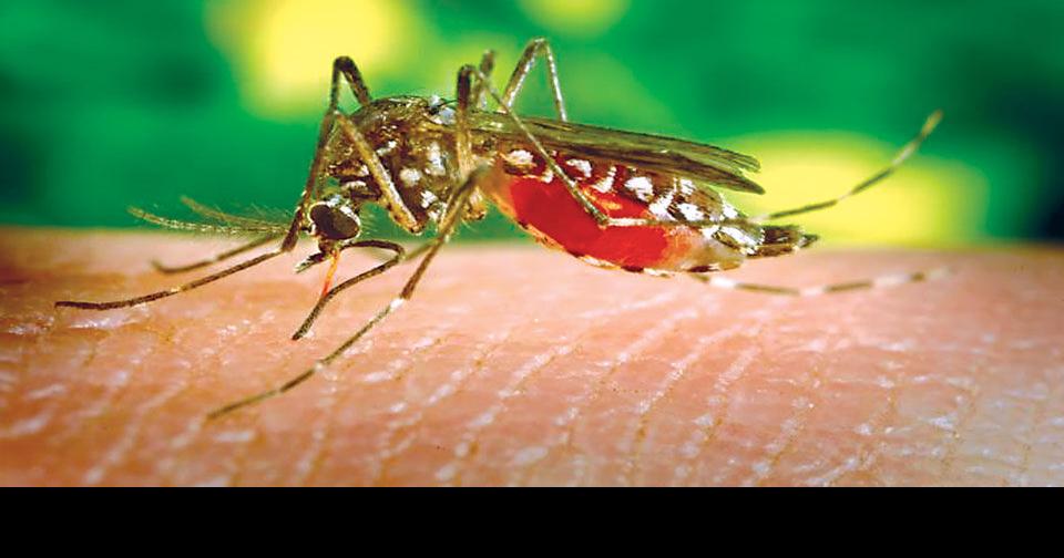 Aedes aegypti mosquitoes found in Oregon | News | currypilot.com