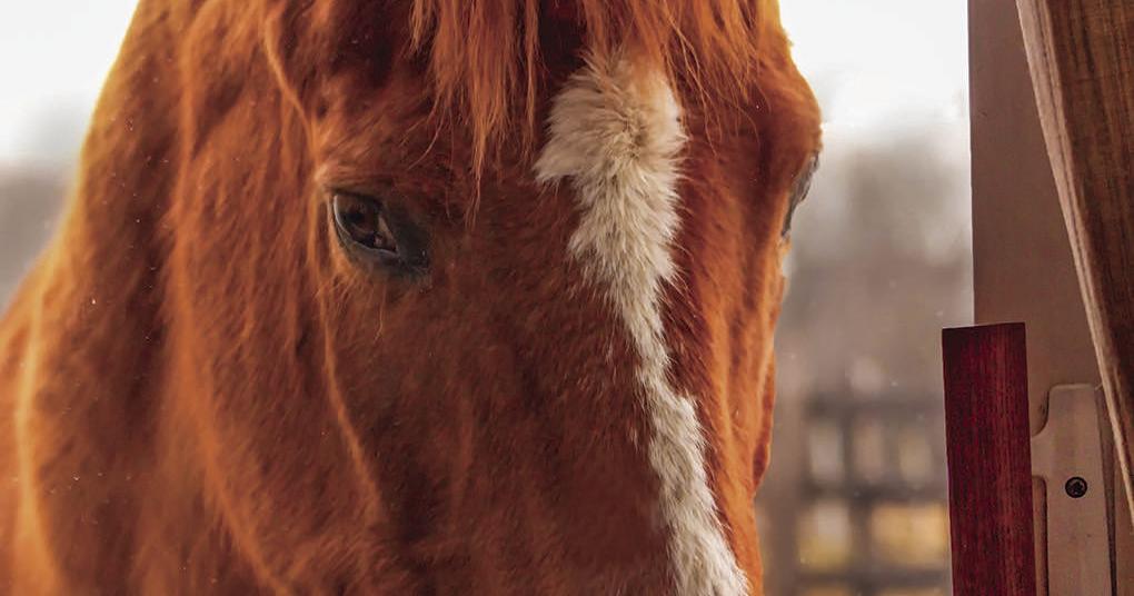 In Court: Animals shouldn’t be able to sue owners says Farm Bureau ...