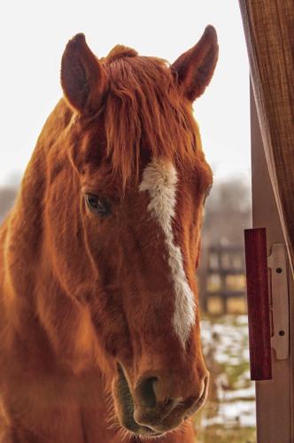 In Court: Animals shouldn’t be able to sue owners says Farm Bureau ...
