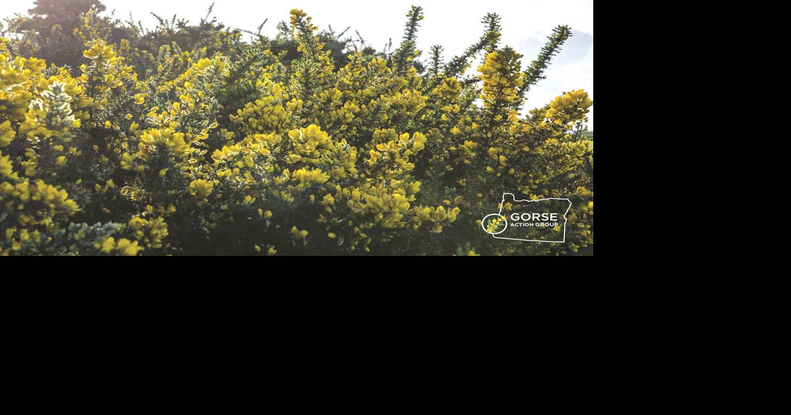Trending / Invasive Weed: Gorse is an ongoing threat to coastal Oregon ...