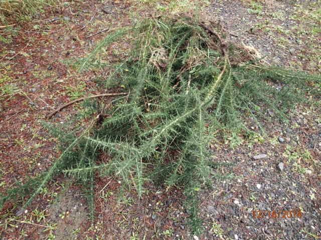 Trending / Invasive Weed: Gorse is an ongoing threat to coastal Oregon ...