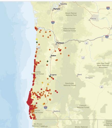 Trending / Invasive Weed: Gorse is an ongoing threat to coastal Oregon | News | currypilot.com
