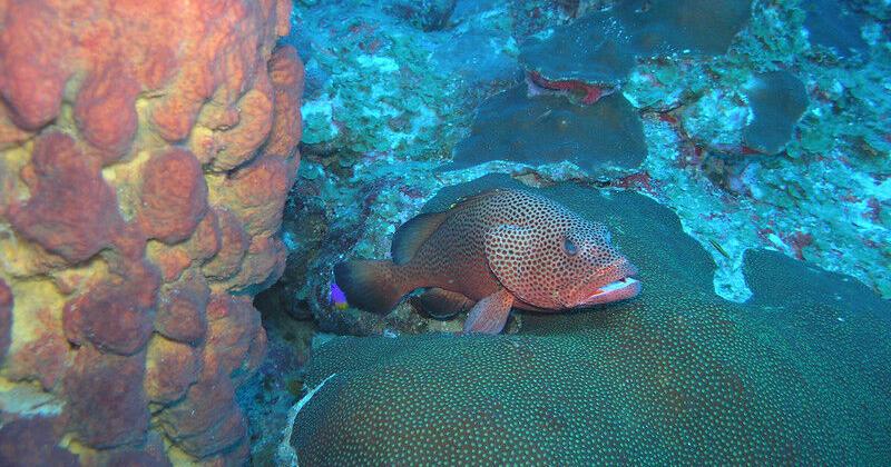 New Research: Virgin Islands marine conservation aids key fish species ...