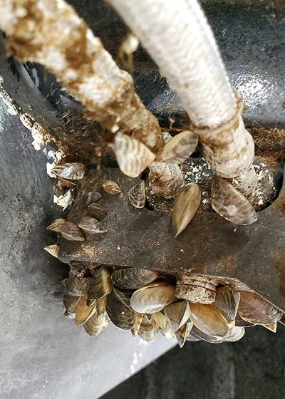 Boaters required to stop at aquatic invasive species inspection ...