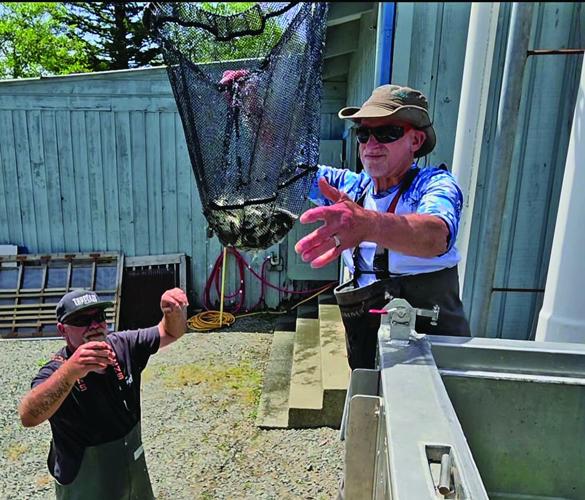 Tolowa Dee-ni' Nation releases 25,000 juvenile Chinook into Smith River ...