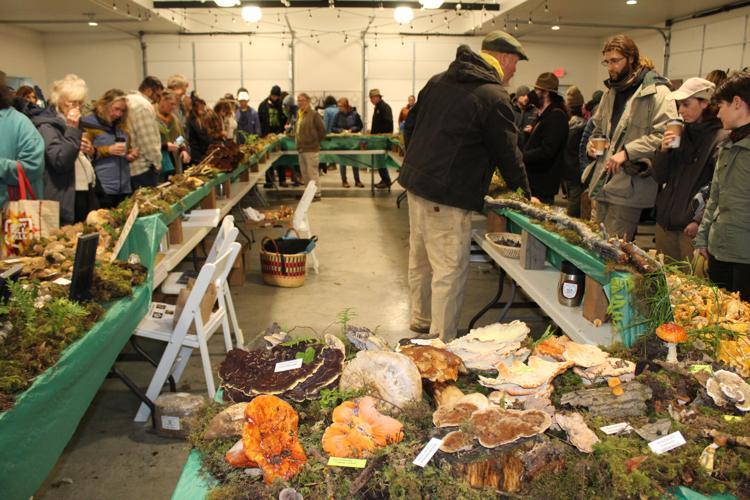 Hundreds of mushrooms displayed at Wild Rivers Mushroom Festival | News ...