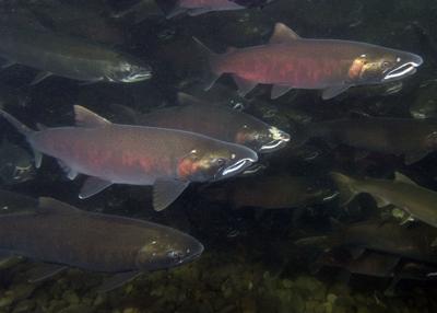 Salmon Habitat Map: State releases 2023 update | News | currypilot.com