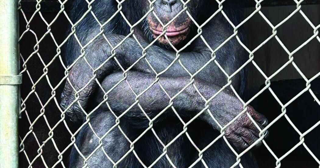 Criminal investigation leads to hundreds of animals seized from West ...