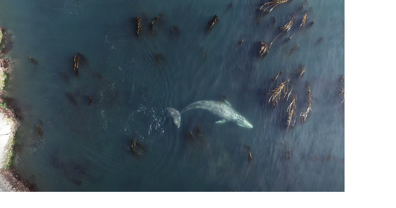 Poop and Prey: What researchers are finding about gray whales | News ...