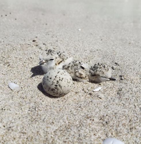 Respect nesting areas to protect the snowy plover, March through ...