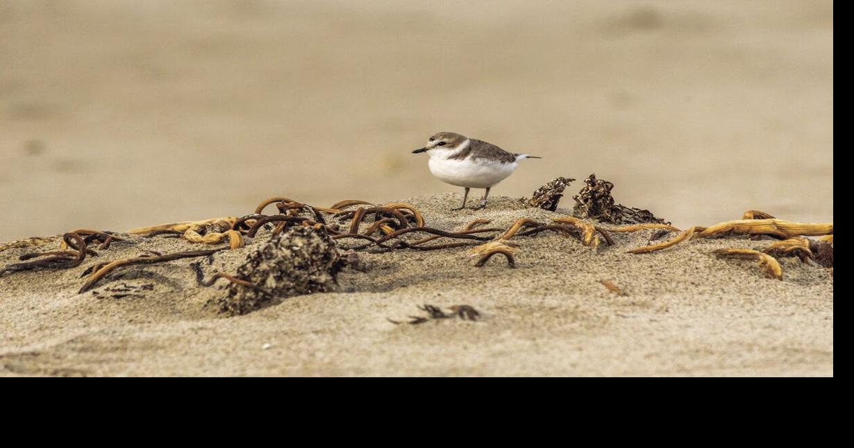 State issues protection advisory for snowy plover | News | currypilot.com