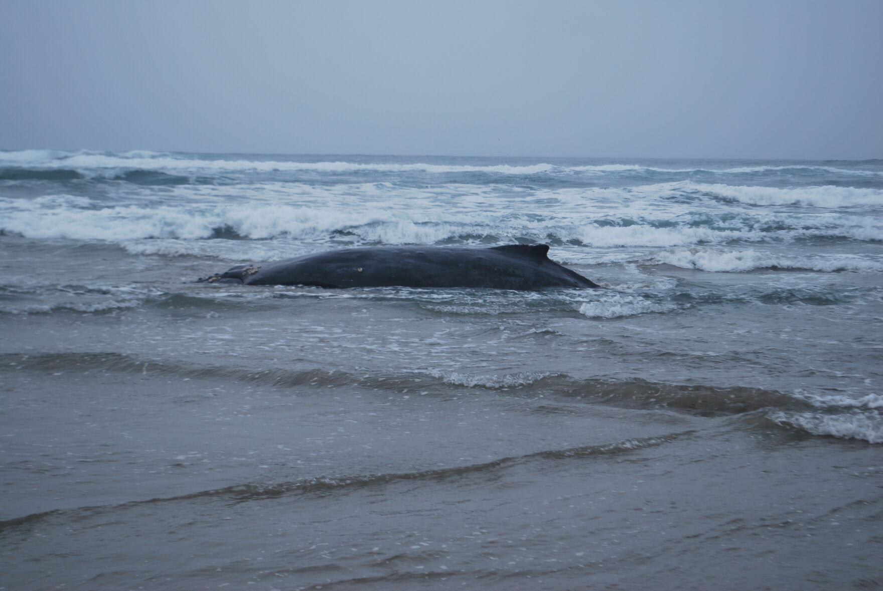 Update - Video - Photos - Stranded: Humpback whale at Yachats | News ...