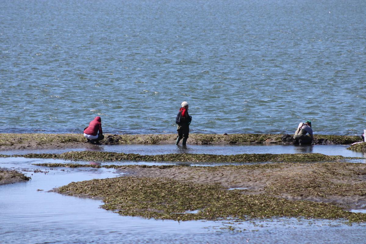 Bay clamming reopens statewide, mussels reopen on south coast | News ...