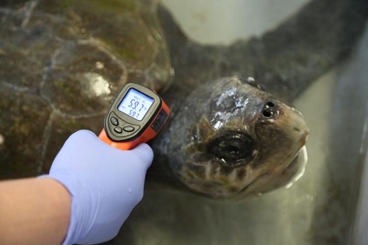 Photos / Return to the Sea: Stranded sea turtle found near Coos Bay ...
