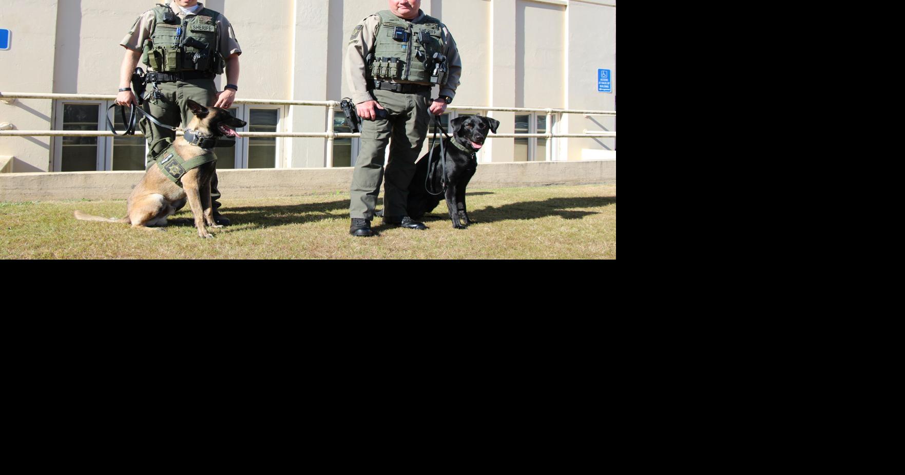 Sheriff adds new K9 units | News Paid | currypilot.com