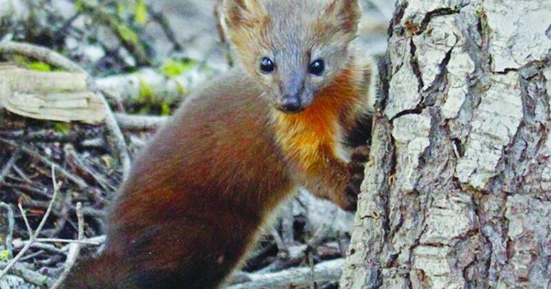 Public comment sought for Pacific Marten recovery plan | | currypilot.com