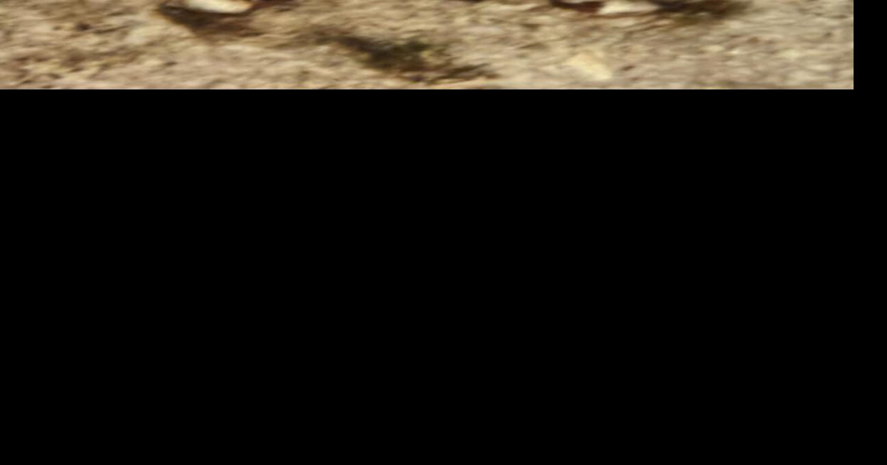 Patricia Annette Gephardt | Obituaries | currypilot.com