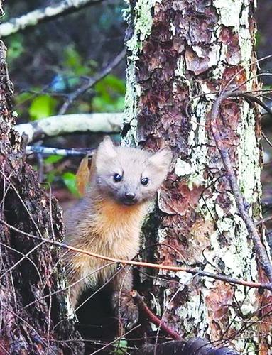 Public comment sought for Pacific Marten recovery plan | | currypilot.com