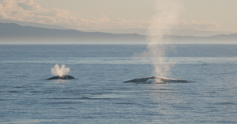 Photos / Blue Whale Research: Environmental conditions impact foraging ...