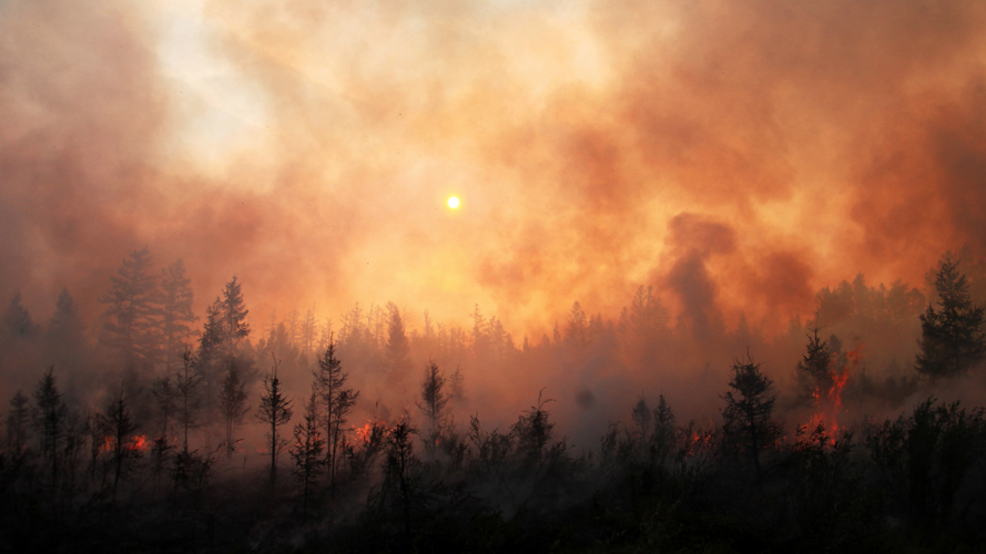 Wildfire challenges for wildlife and how you can help | News ...