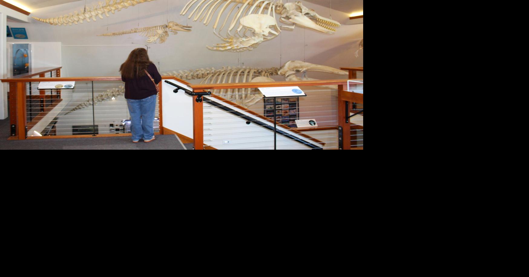 Photos / Life After Death: Deceased infant orca now contributing to ...