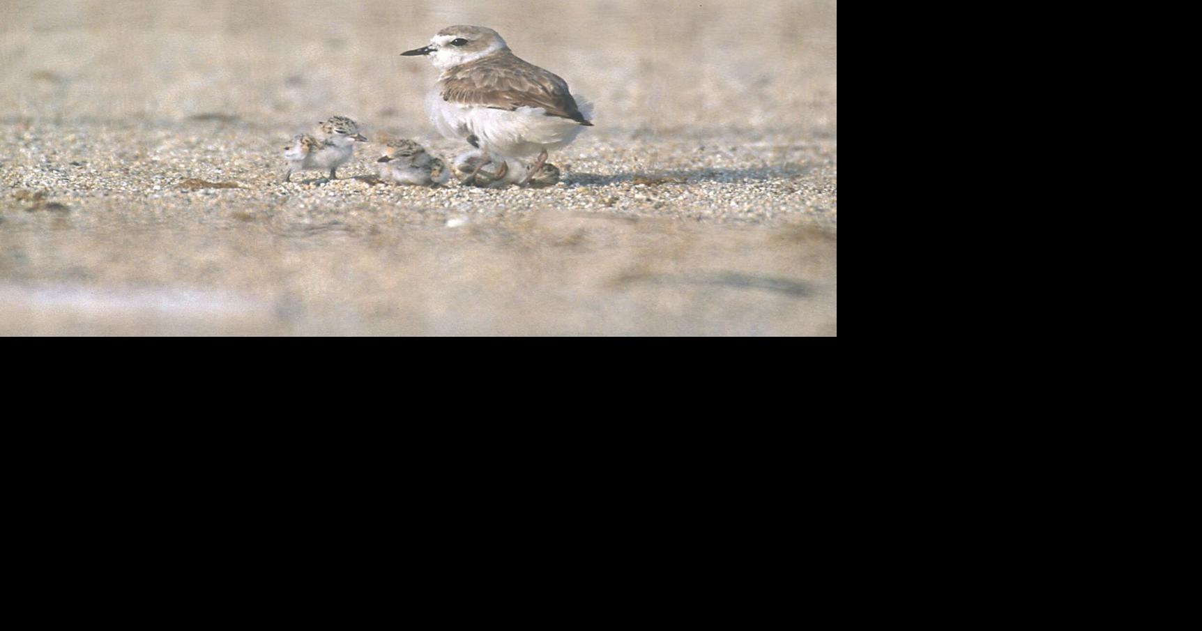 Snowy Plover Season is here, Coos County beaches among the protected ...